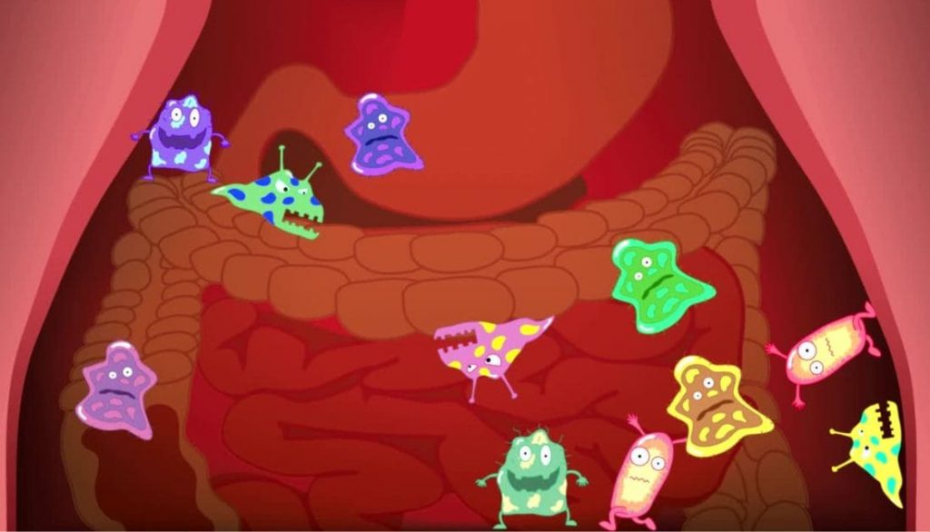 How Gut Bacteria Convert Sugar into Essential Fatty Acids - eMedNews